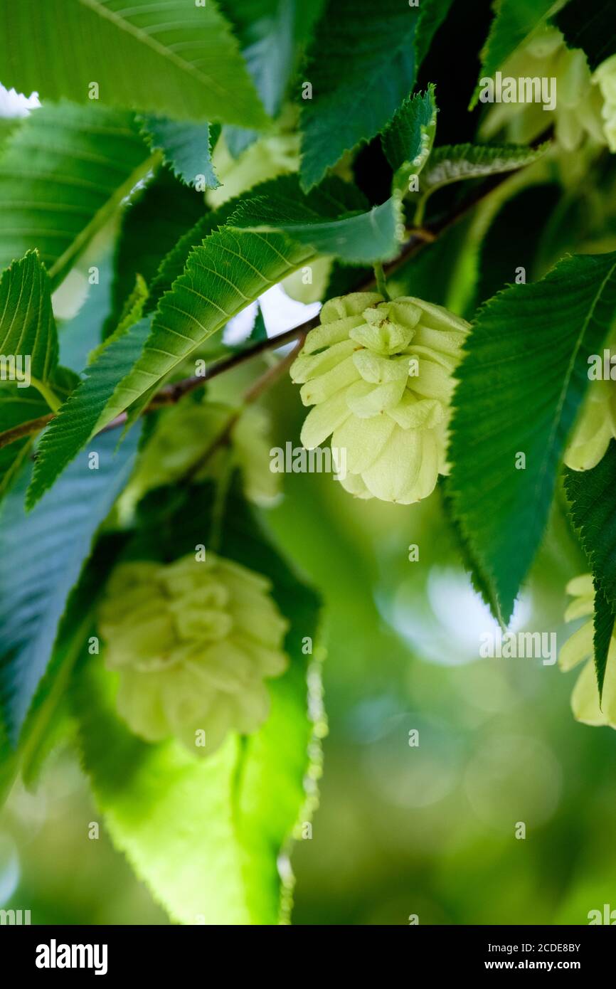 Hop-like fruits of the ironwood tree, ostrya virginiana. American ...
