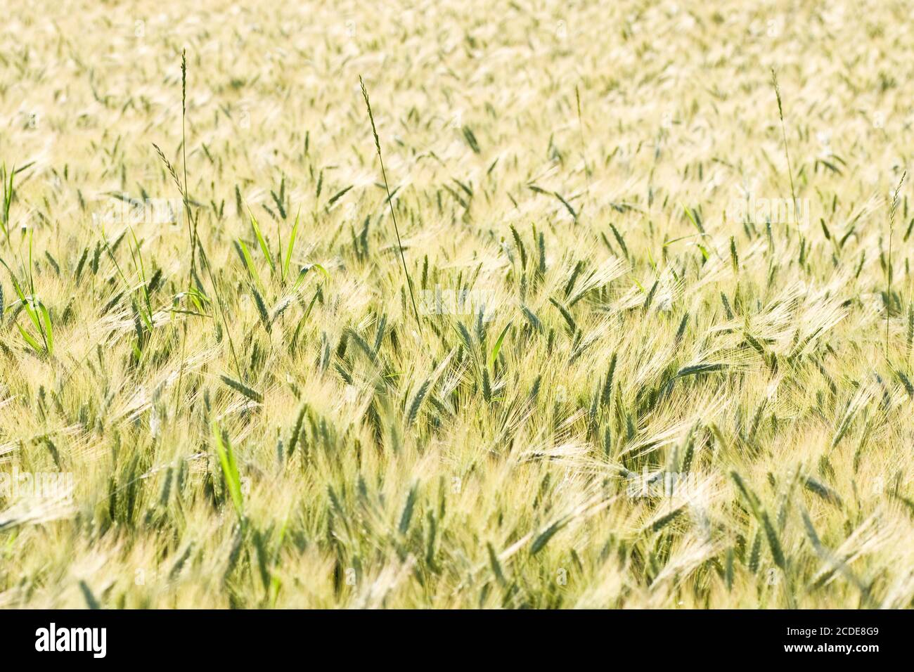 Winter rye field hi-res stock photography and images - Alamy