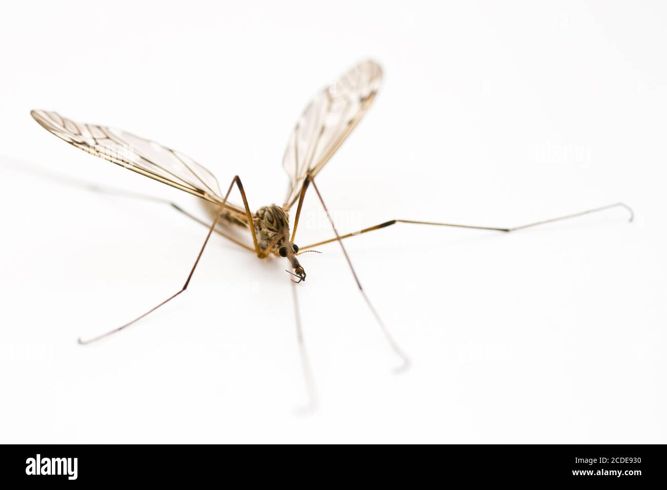 Crane fly crane fly Stock Photo - Alamy