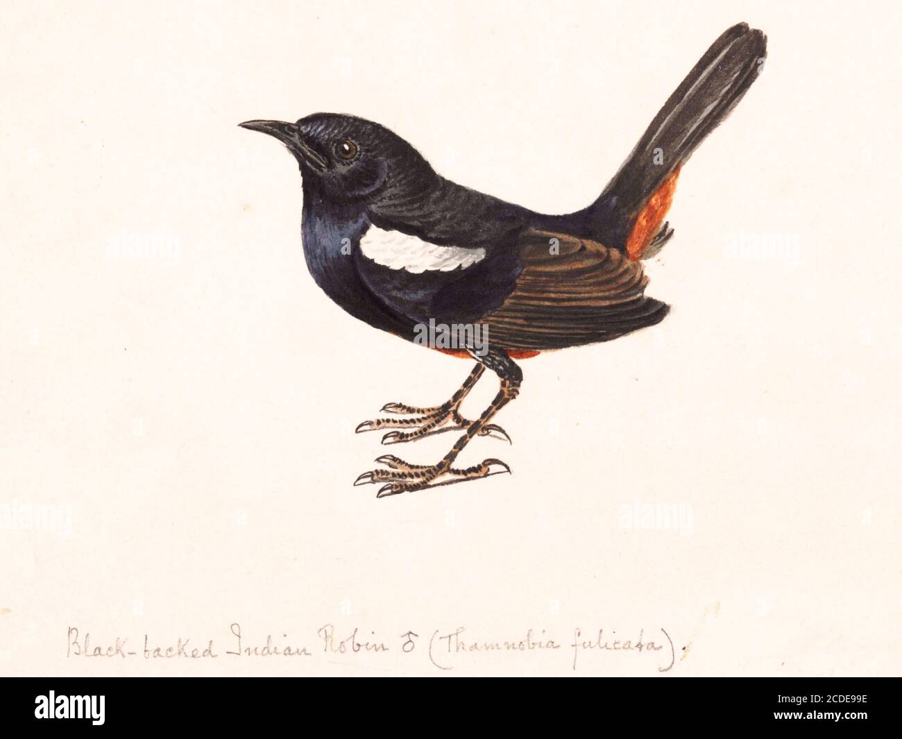 Male Indian robin (Copsychus fulicatus or Saxicoloides fulicata) 18th ...