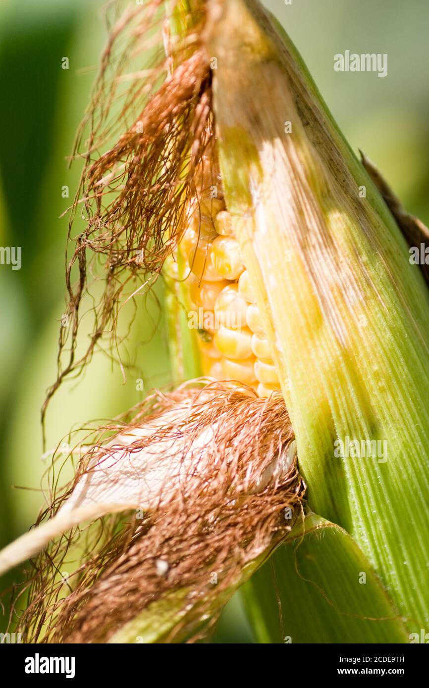 Corn Cob Tassel Agriculture High Resolution Stock Photography and ...
