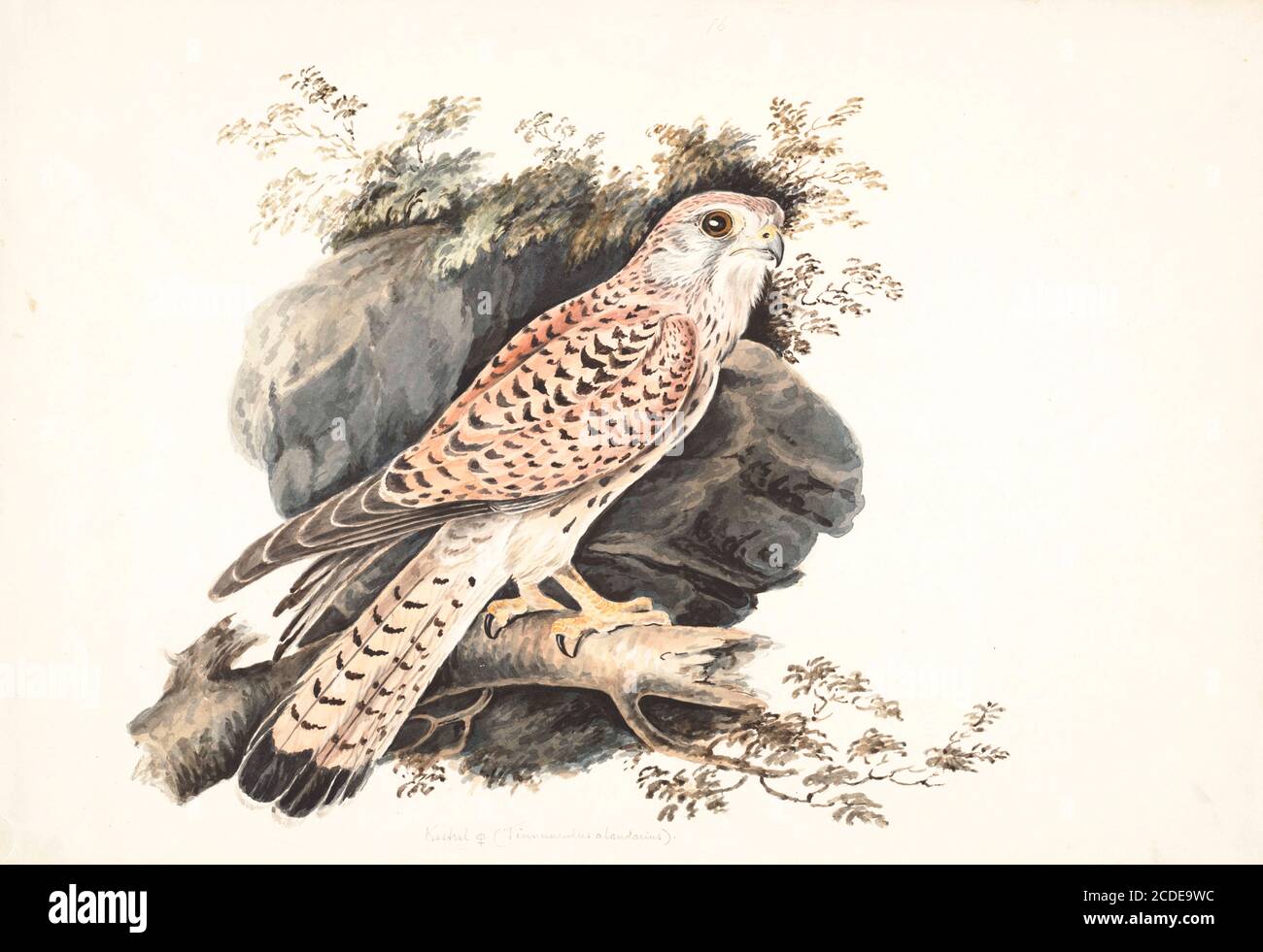 Henry bird artist hi-res stock photography and images - Alamy