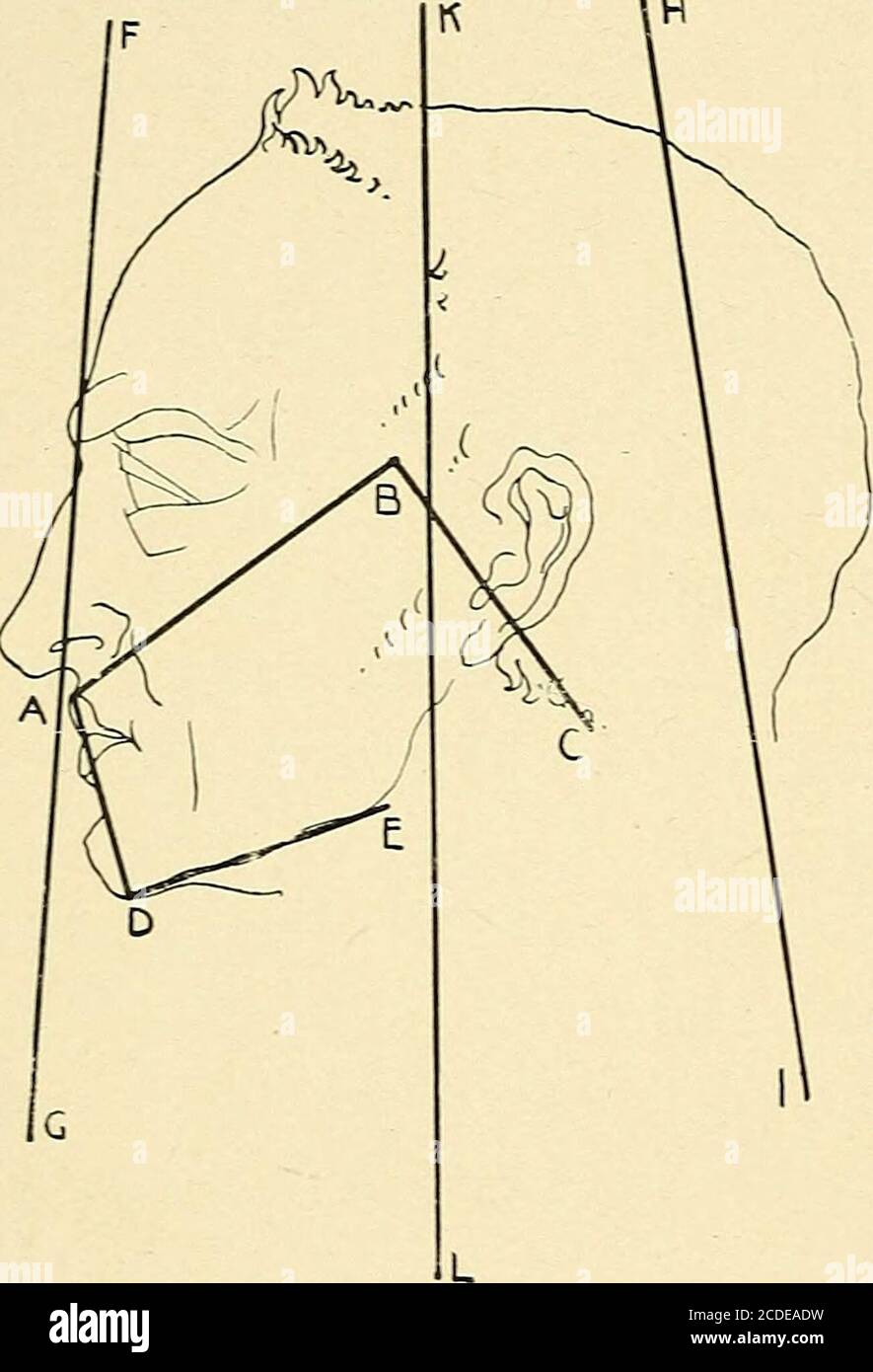 . Apes and monkeys; their life and language . he sacrum is more curved ...