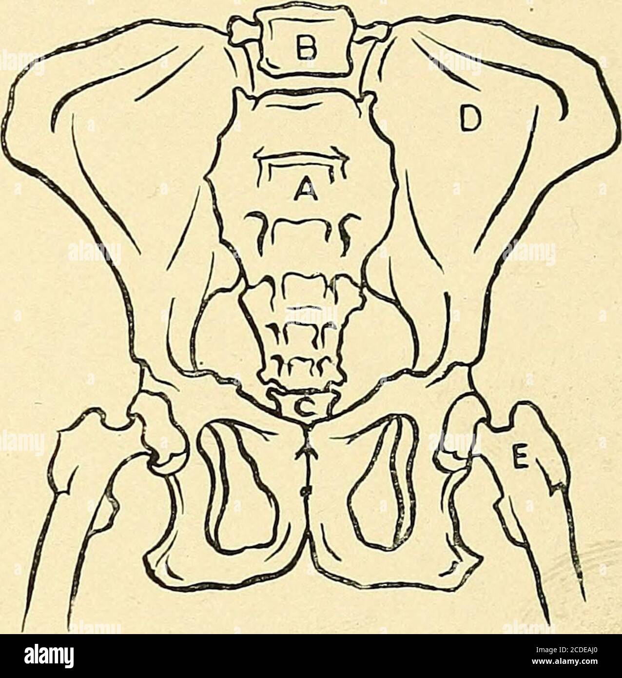Spinal projections hi-res stock photography and images - Alamy