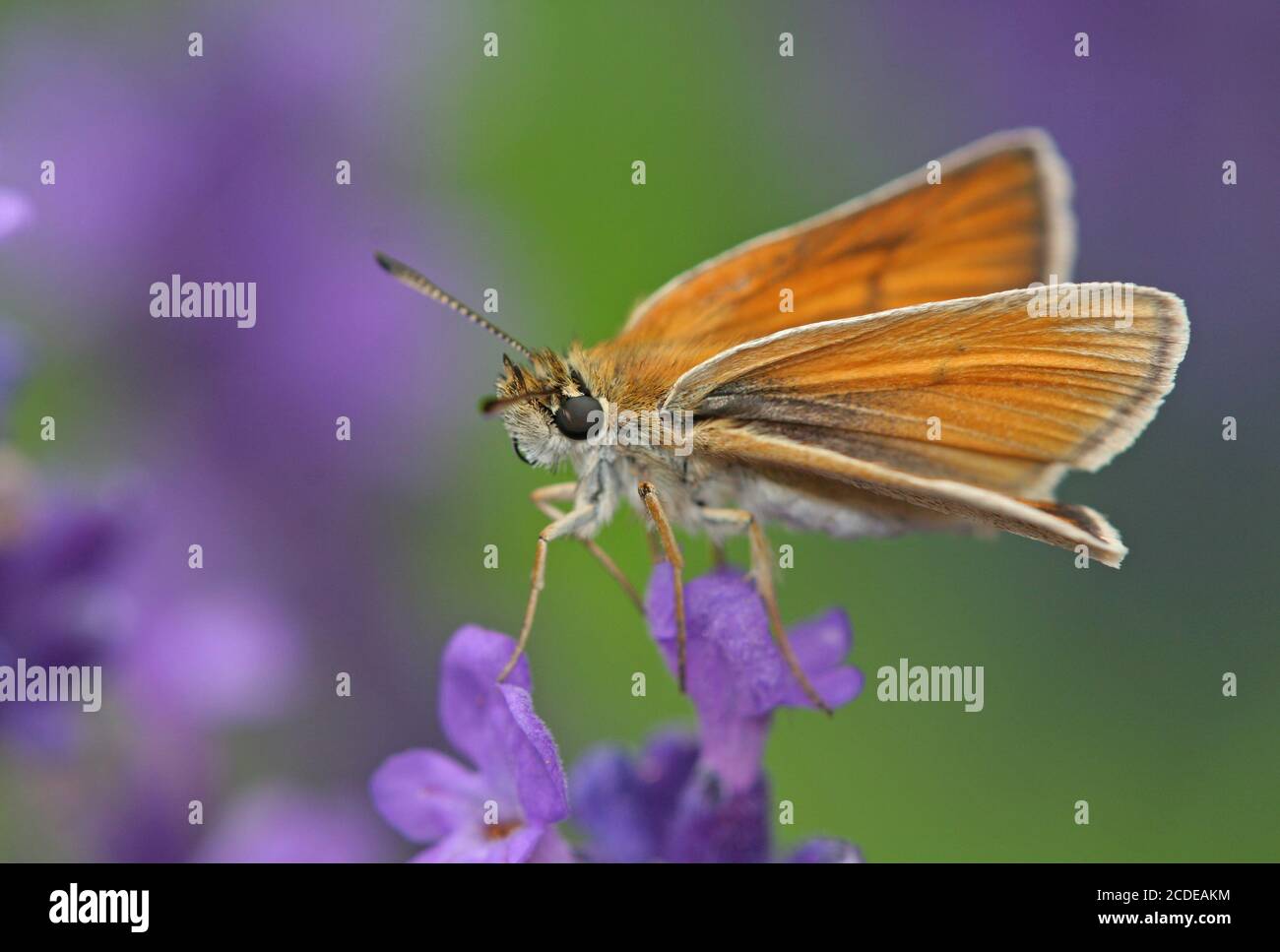 butterflies, moth, Hesperiidae, skipper, butterfly Stock Photo - Alamy