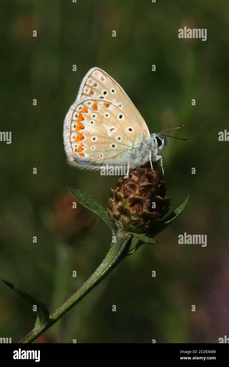 Gossamer winged butterfly lycaenidae hi-res stock photography and ...