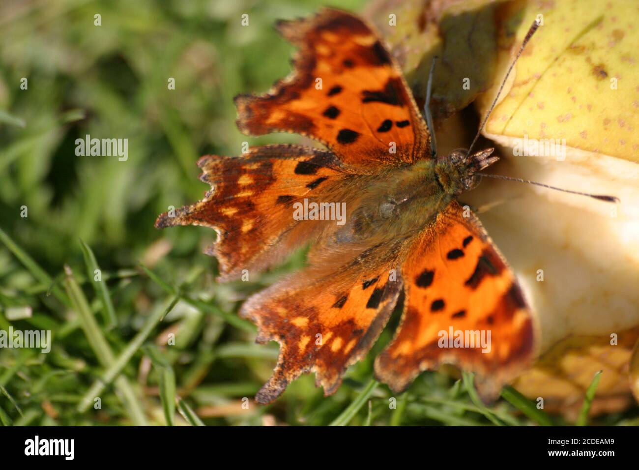 C-Falter, Polygonia c-album, comma butterfly Stock Photo - Alamy