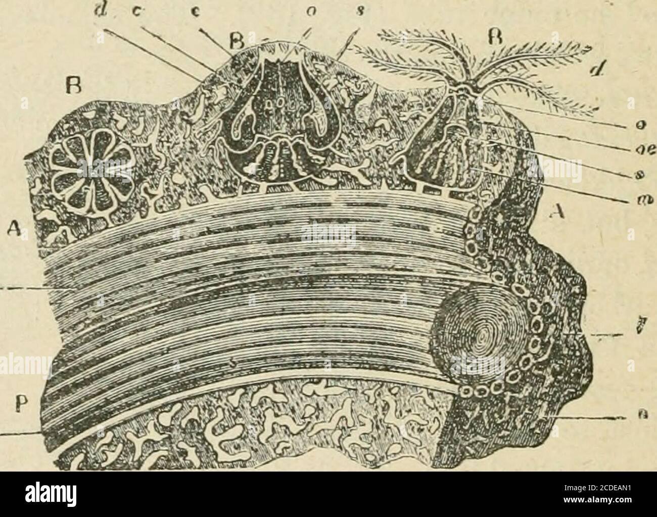A d 184 185 hi-res stock photography and images - Alamy