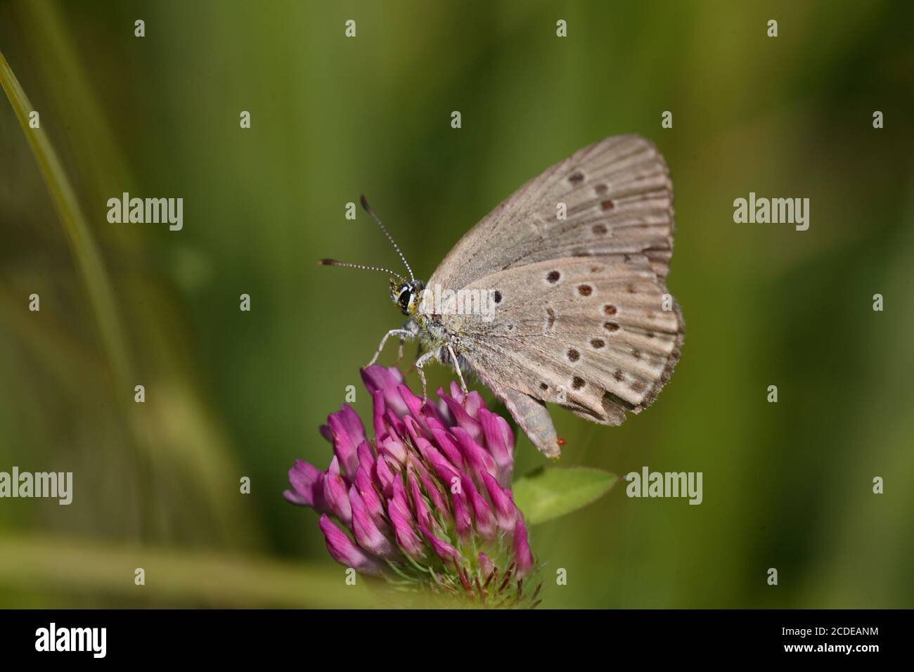 Large blue butterfly ant hi-res stock photography and images - Alamy