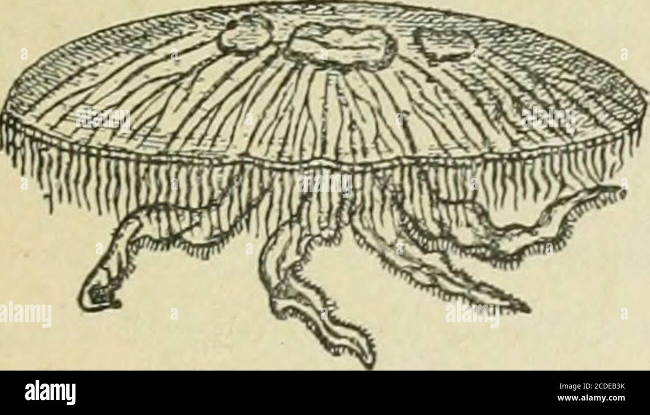 Medusae larvae hi-res stock photography and images - Alamy