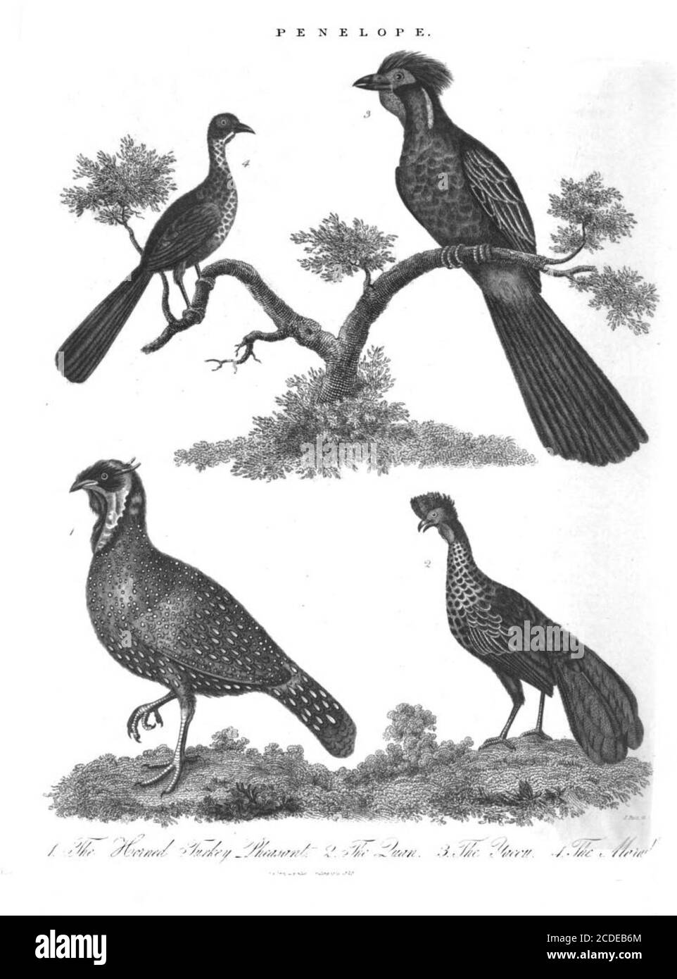 Bird Engraving High Resolution Stock Photography and Images - Alamy