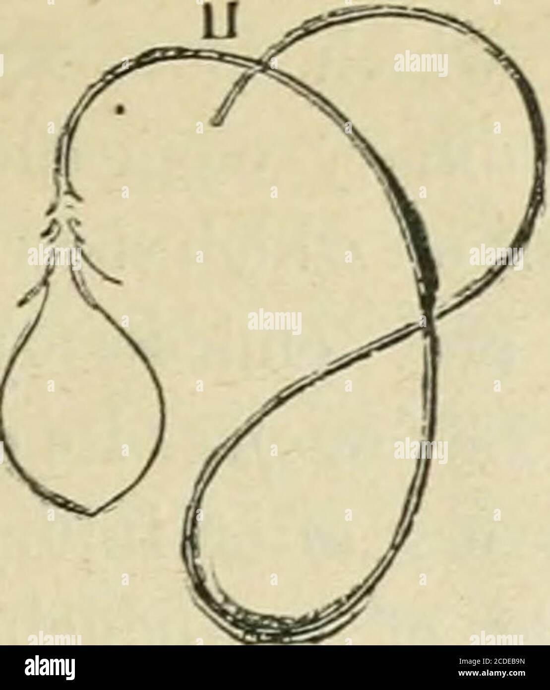 . An introduction to zoology : for the use of high schools . >b Fig ...