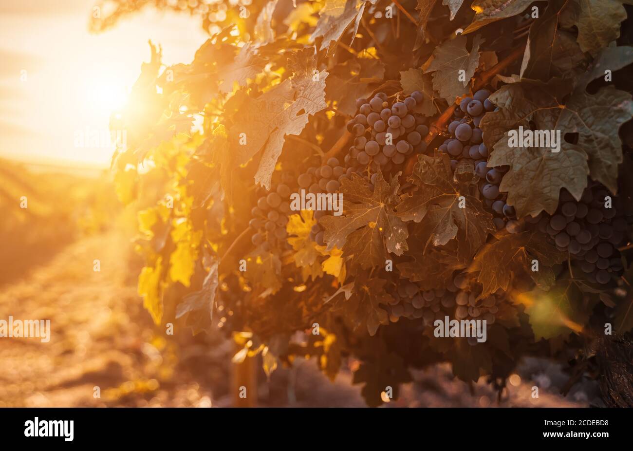 Ripe blue grapes growing in vineyard at sunset time, selective focus ...
