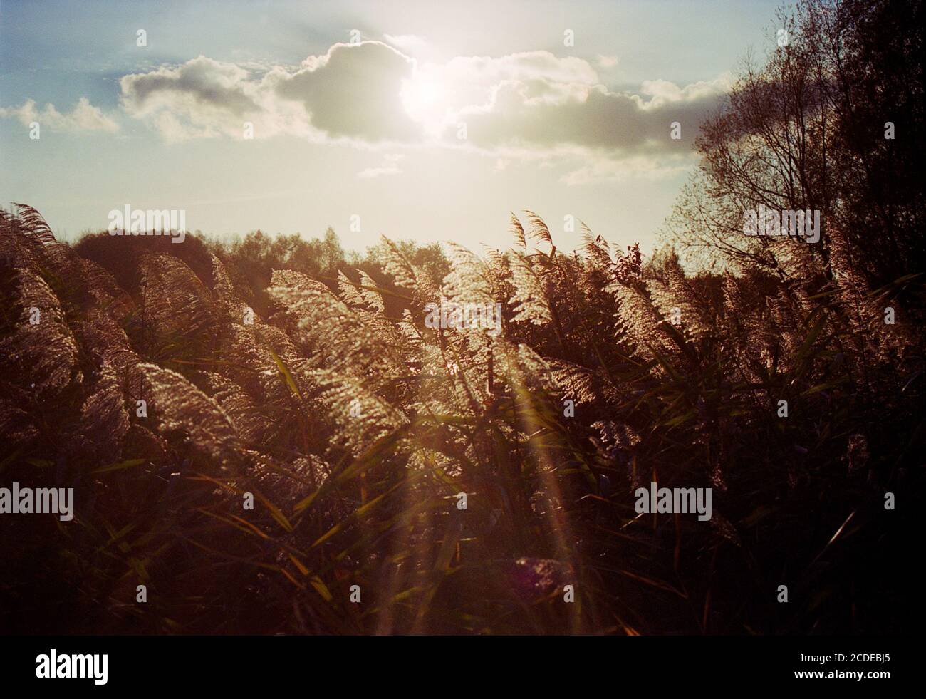 Silhouette of group of reed in warm autumnal backlighting sunlight with ...