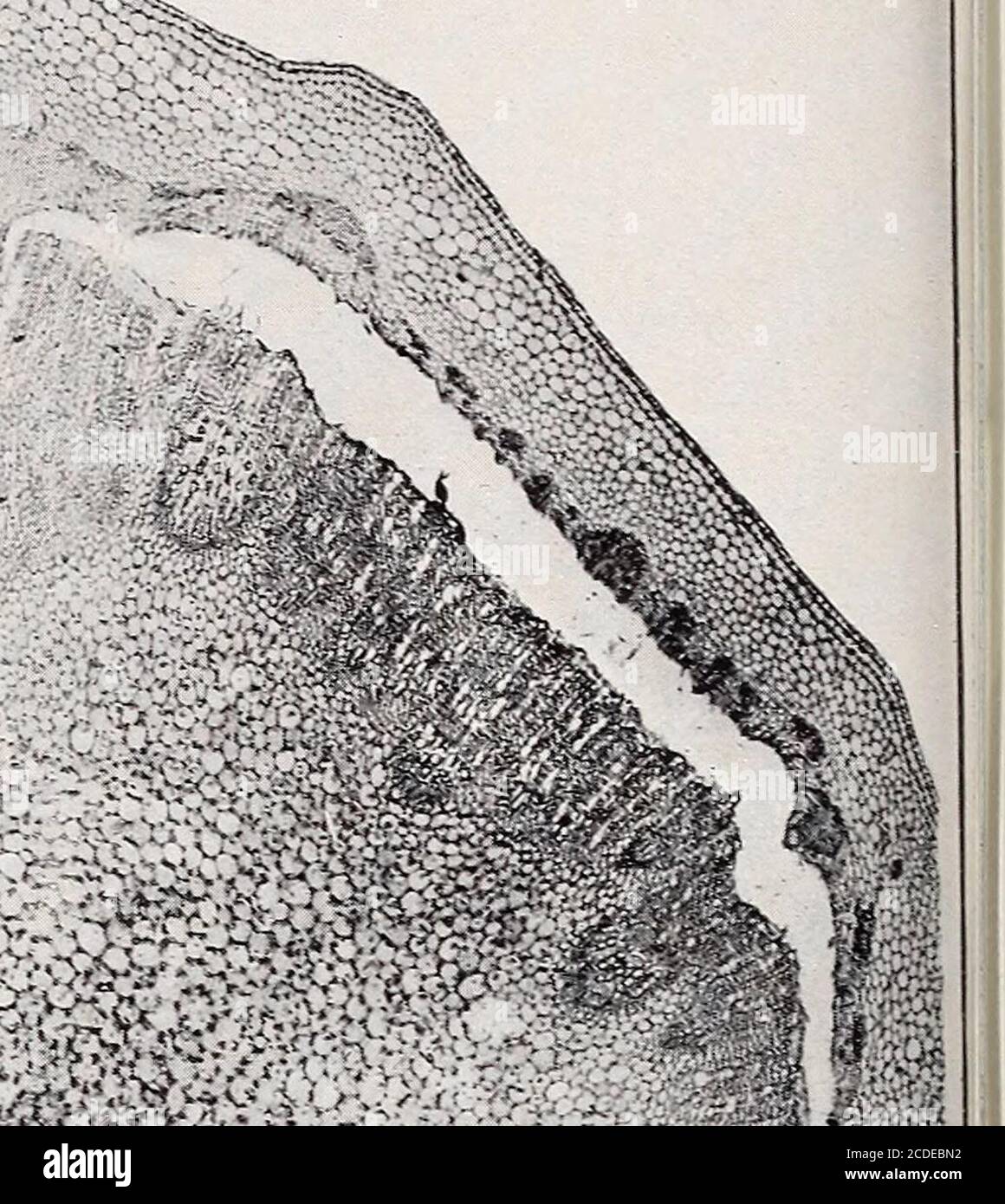 . The structure and development of crown gall : a plant cancer . tK -?X ...
