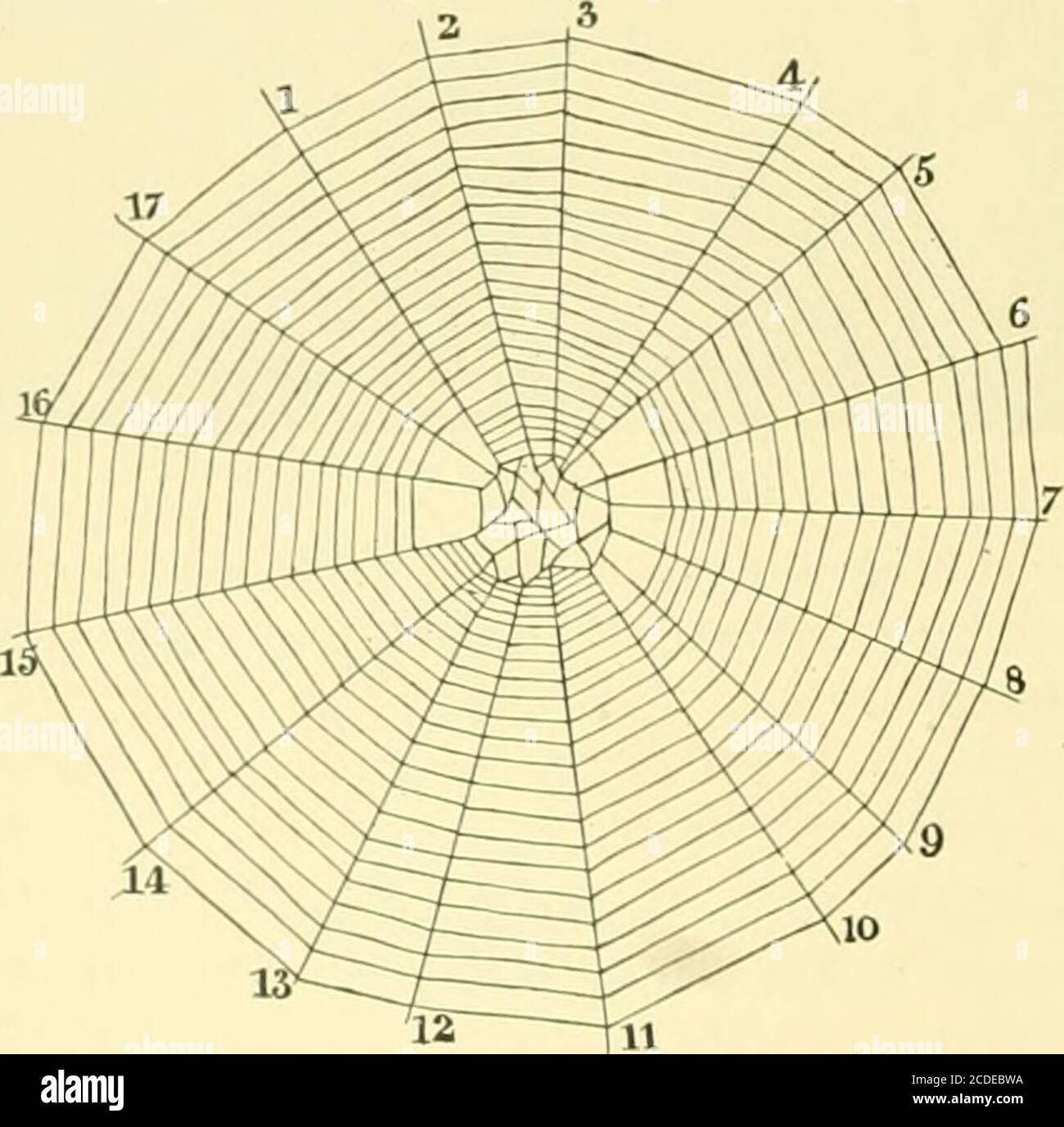 Community spiders hi-res stock photography and images - Alamy