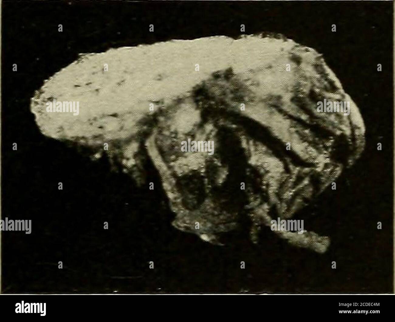 . A study of the causes underlying the origin of human monsters : third ...
