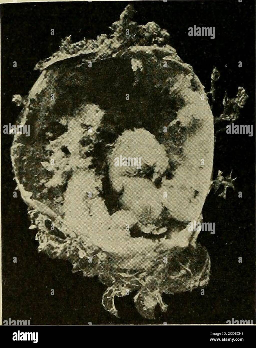 . A study of the causes underlying the origin of human monsters : third ...