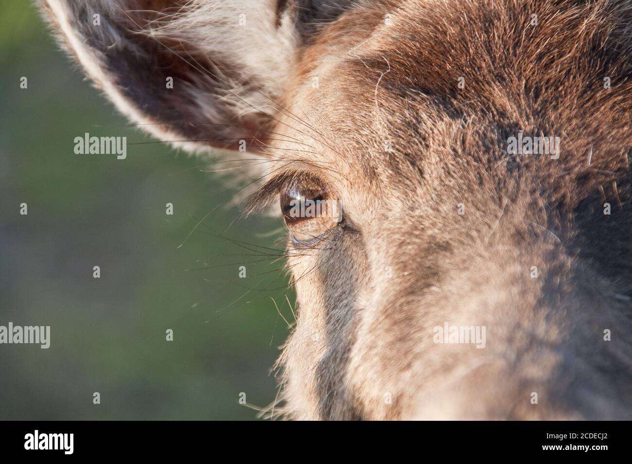 Red stag deer skin hi-res stock photography and images - Alamy