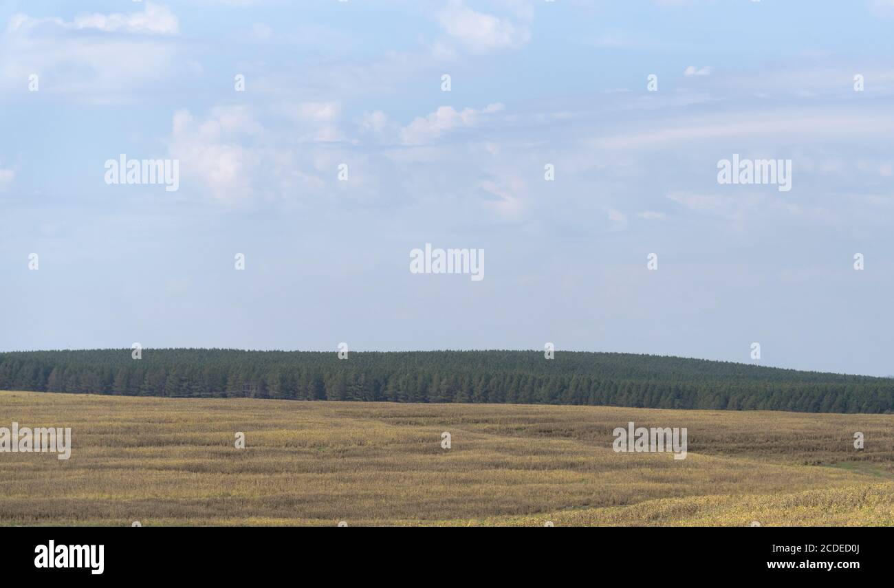Soy production crops. Pre-harvest soybean plantation. Agriculture and ...