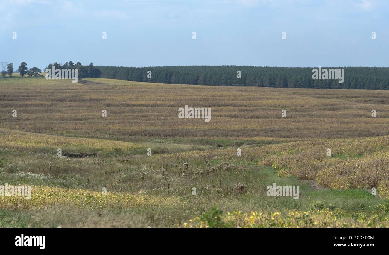 Soy production crops. Pre-harvest soybean plantation. Agriculture and ...
