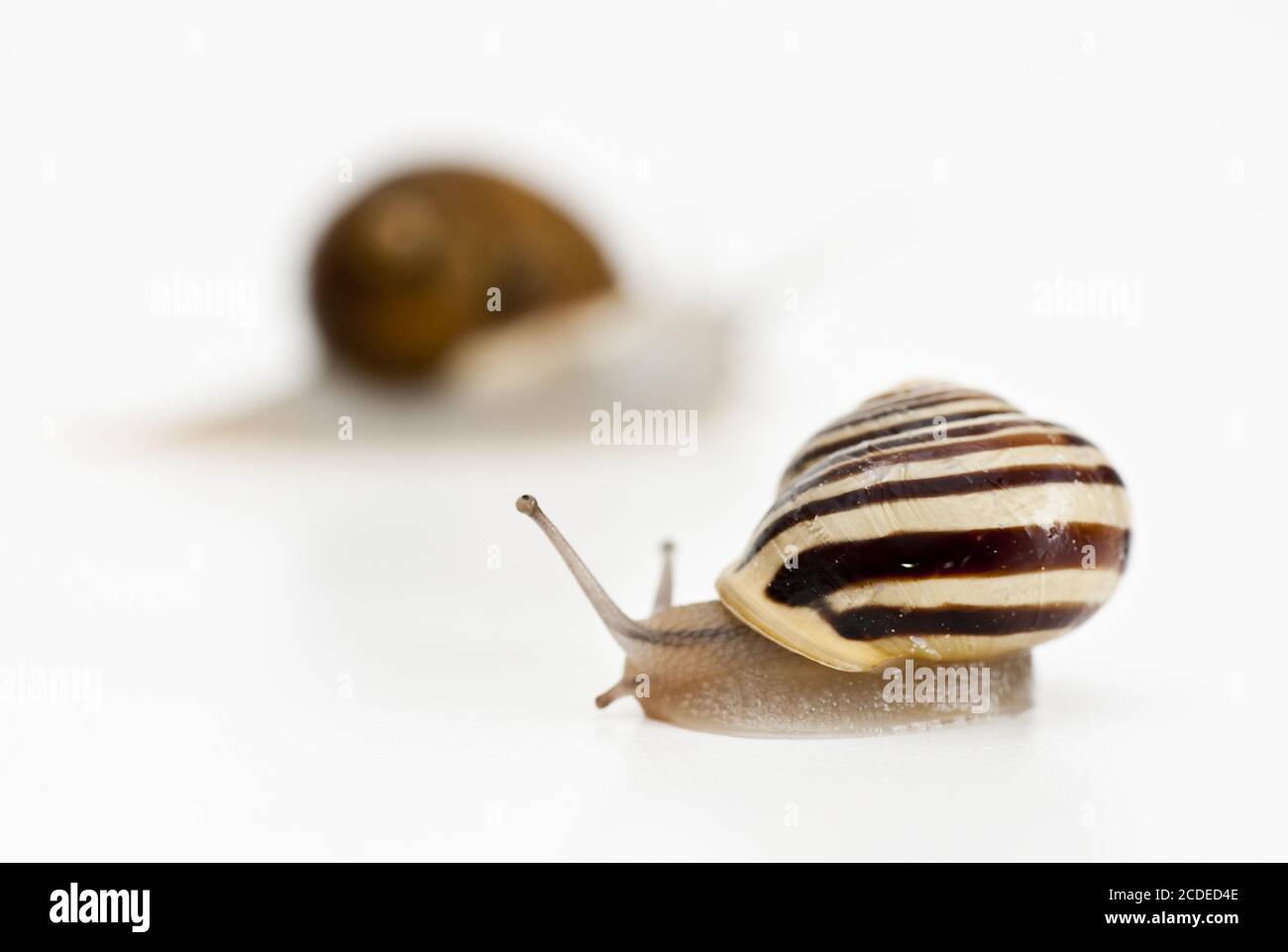 Snails pest Cut Out Stock Images & Pictures - Alamy