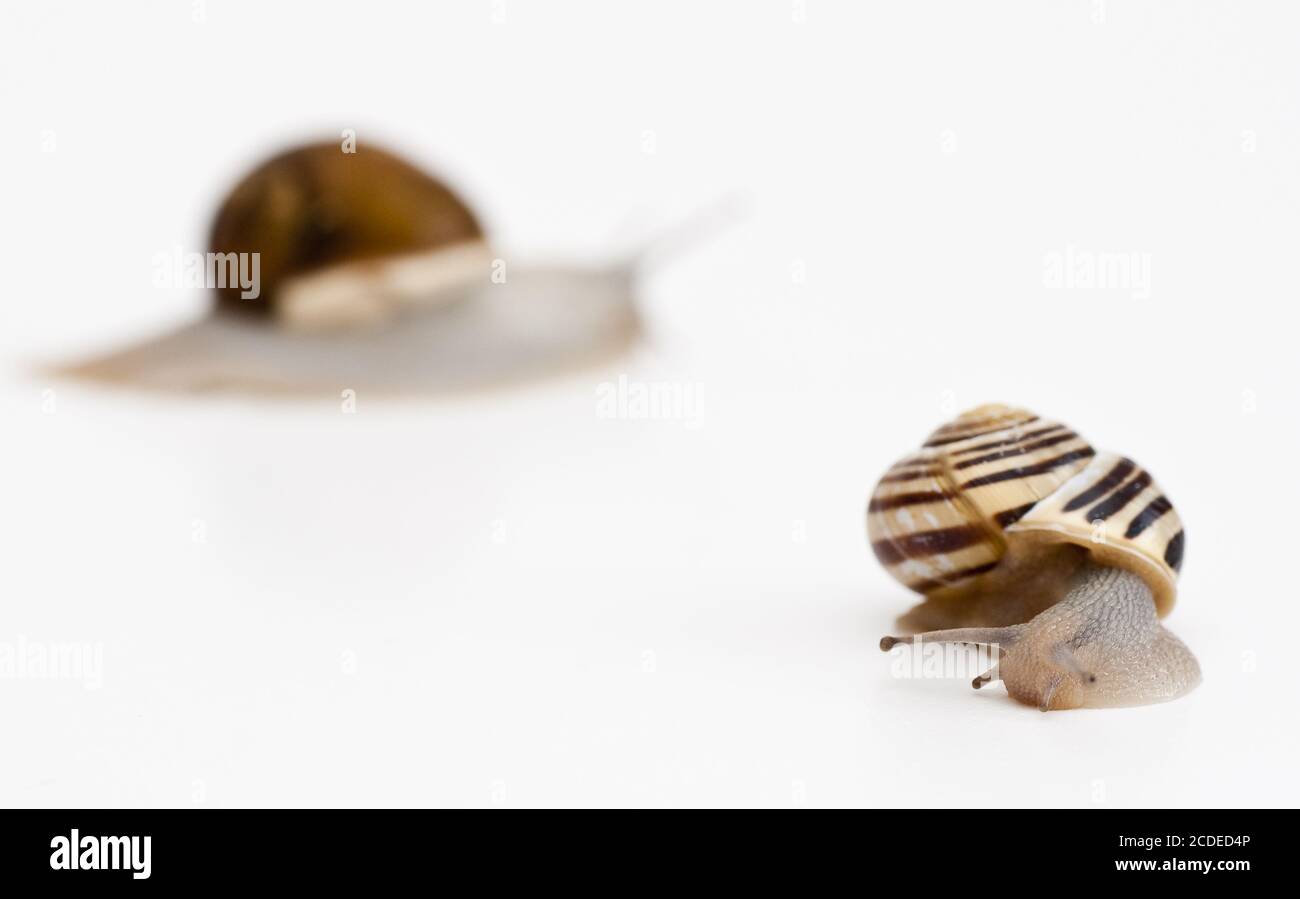 Slug and snail control Cut Out Stock Images & Pictures - Alamy