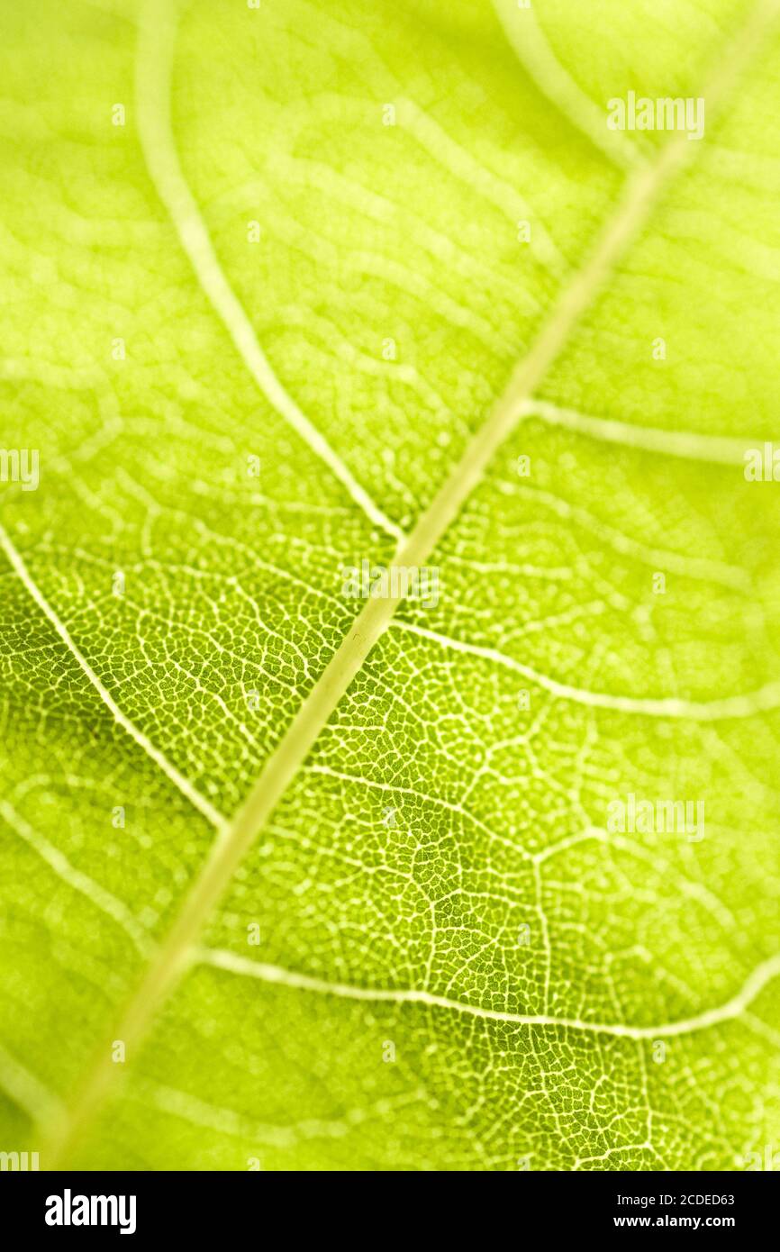 Blatt Detail leaf Stock Photo - Alamy