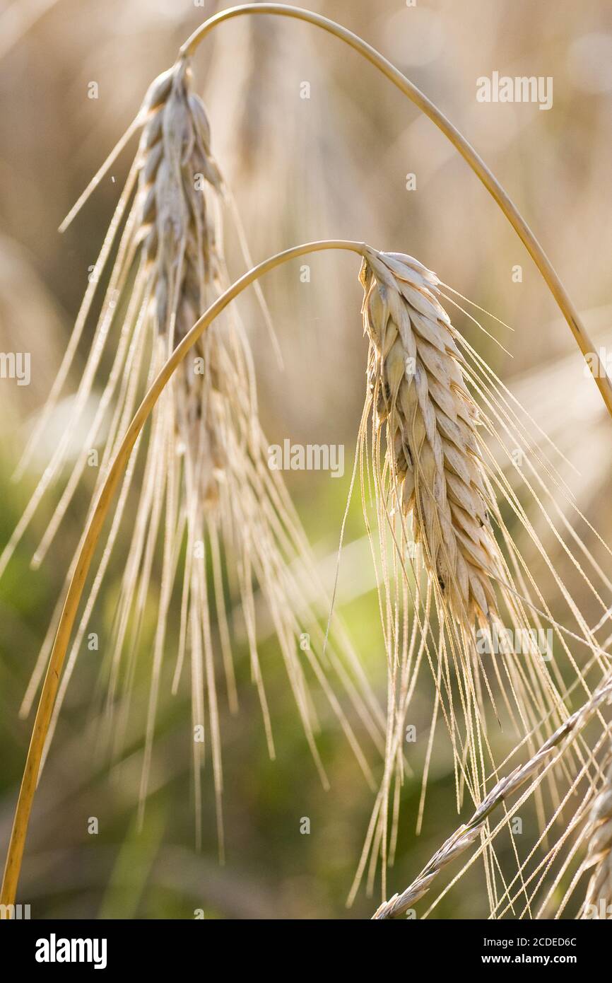 Barley Ear High Resolution Stock Photography and Images - Alamy