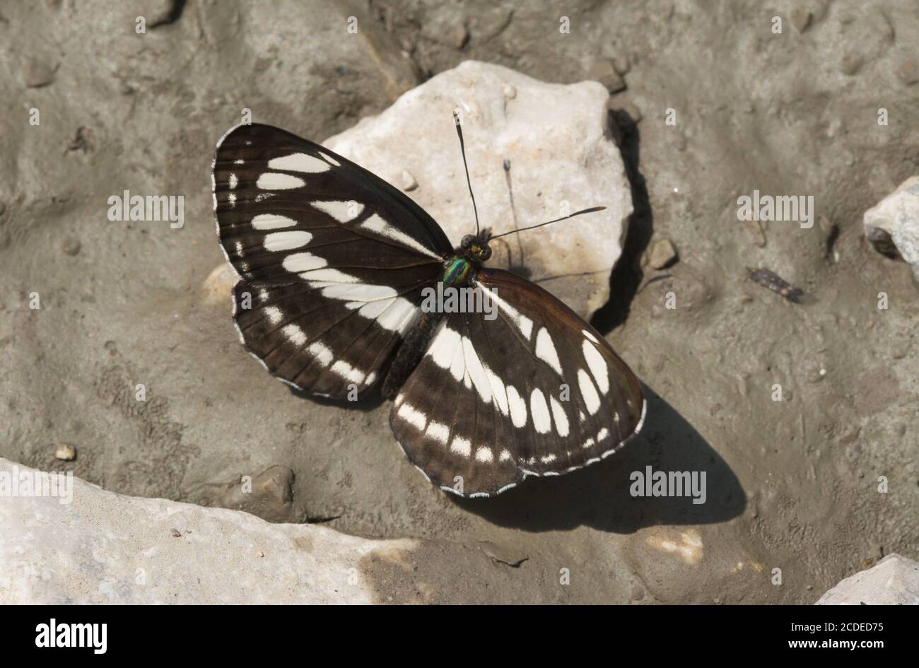 Common glider butterfly (Neptis sappho) in Hungary, Europe Stock Photo ...