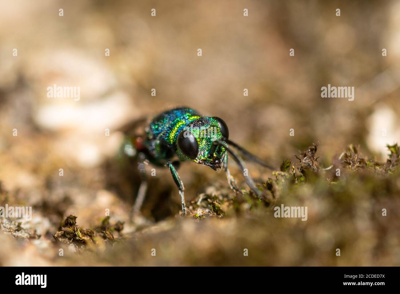 Ruby-tailed wasp (Chrysis ignita agg.), a colourful small solitary wasp ...