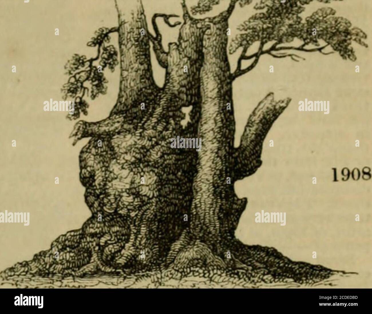 . Arboretum et fruticetum Britannicum; or, The trees and shrubs of ...