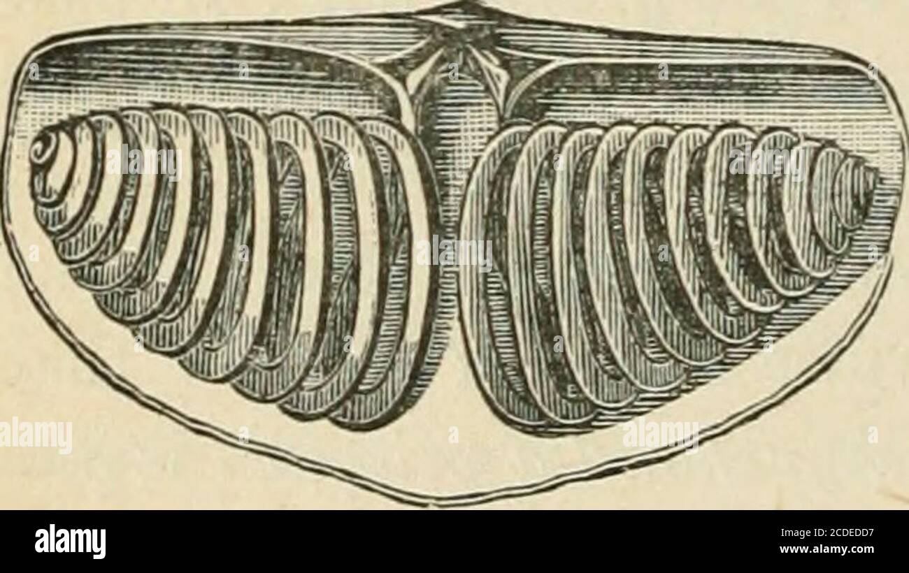 Calcareous endoskeleton hi-res stock photography and images - Alamy