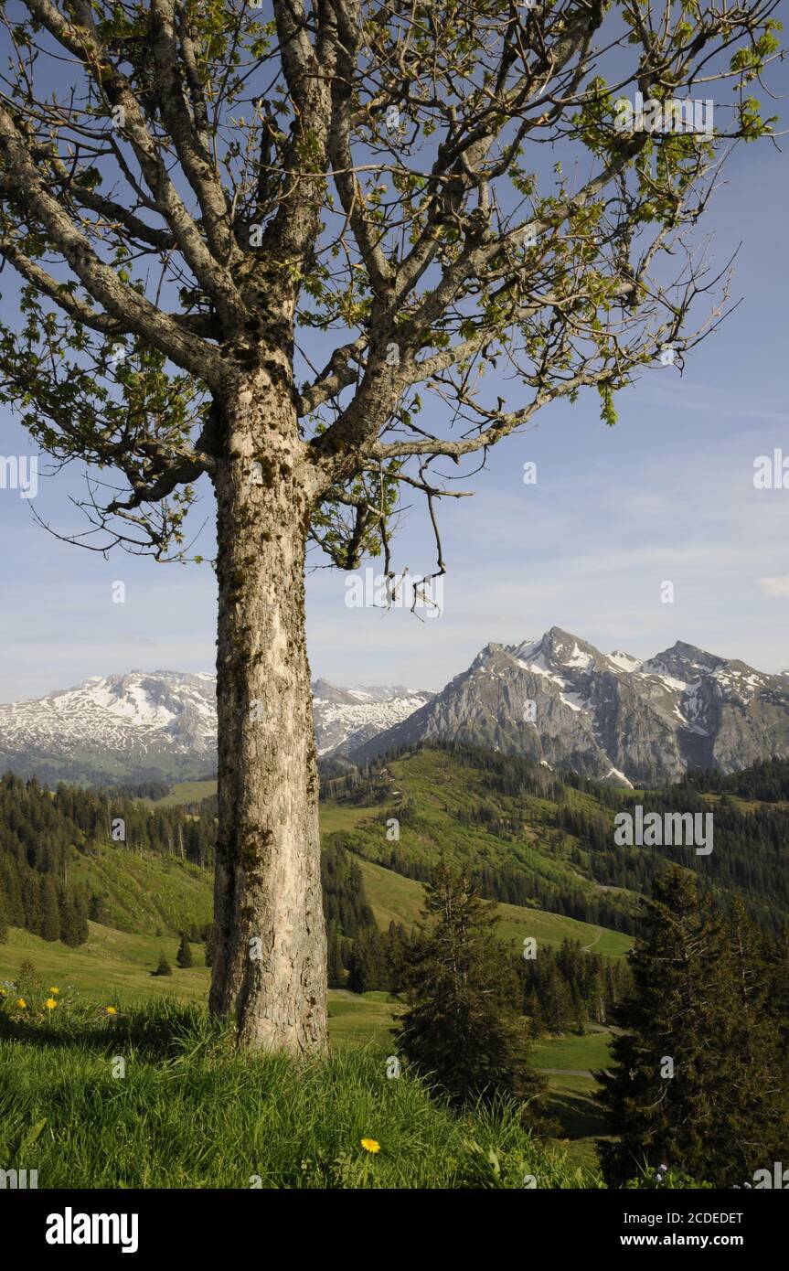 View from Wildegg to Fluebrig Stock Photo - Alamy