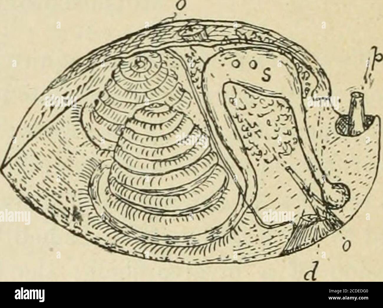 . An introduction to zoology : for the use of high schools . if are ...