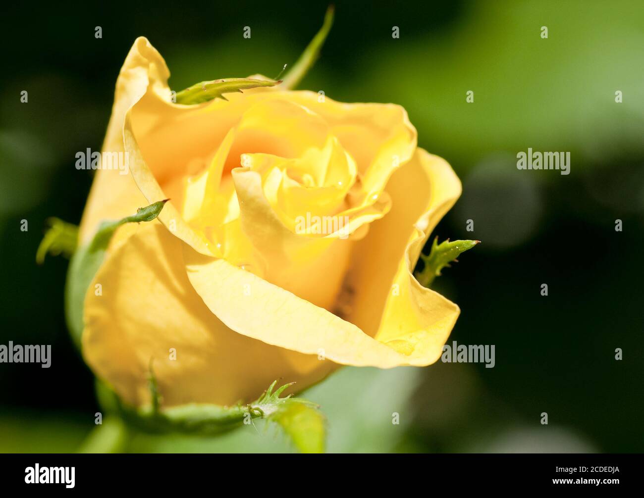 Flower field rose hi-res stock photography and images - Alamy