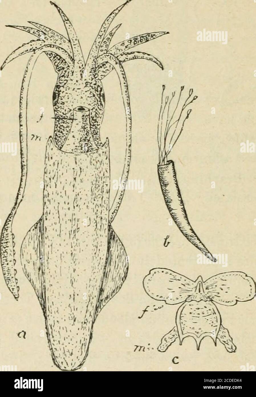 . An introduction to zoology : for the use of high schools . acles (Fig ...