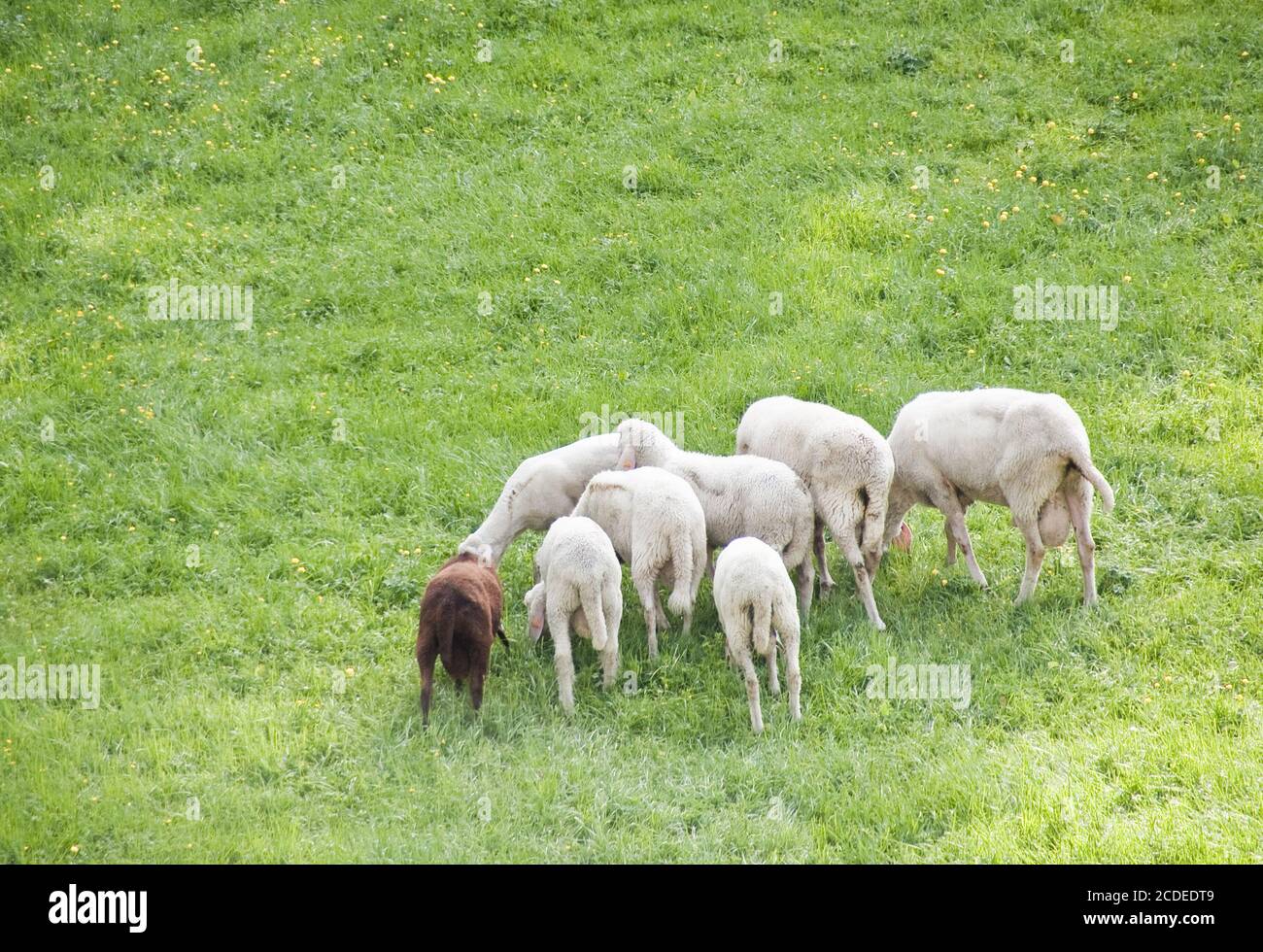 Sheep flock of sheep Stock Photo - Alamy