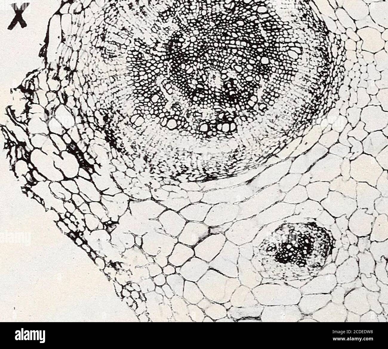 . The structure and development of crown gall : a plant cancer . y V ...