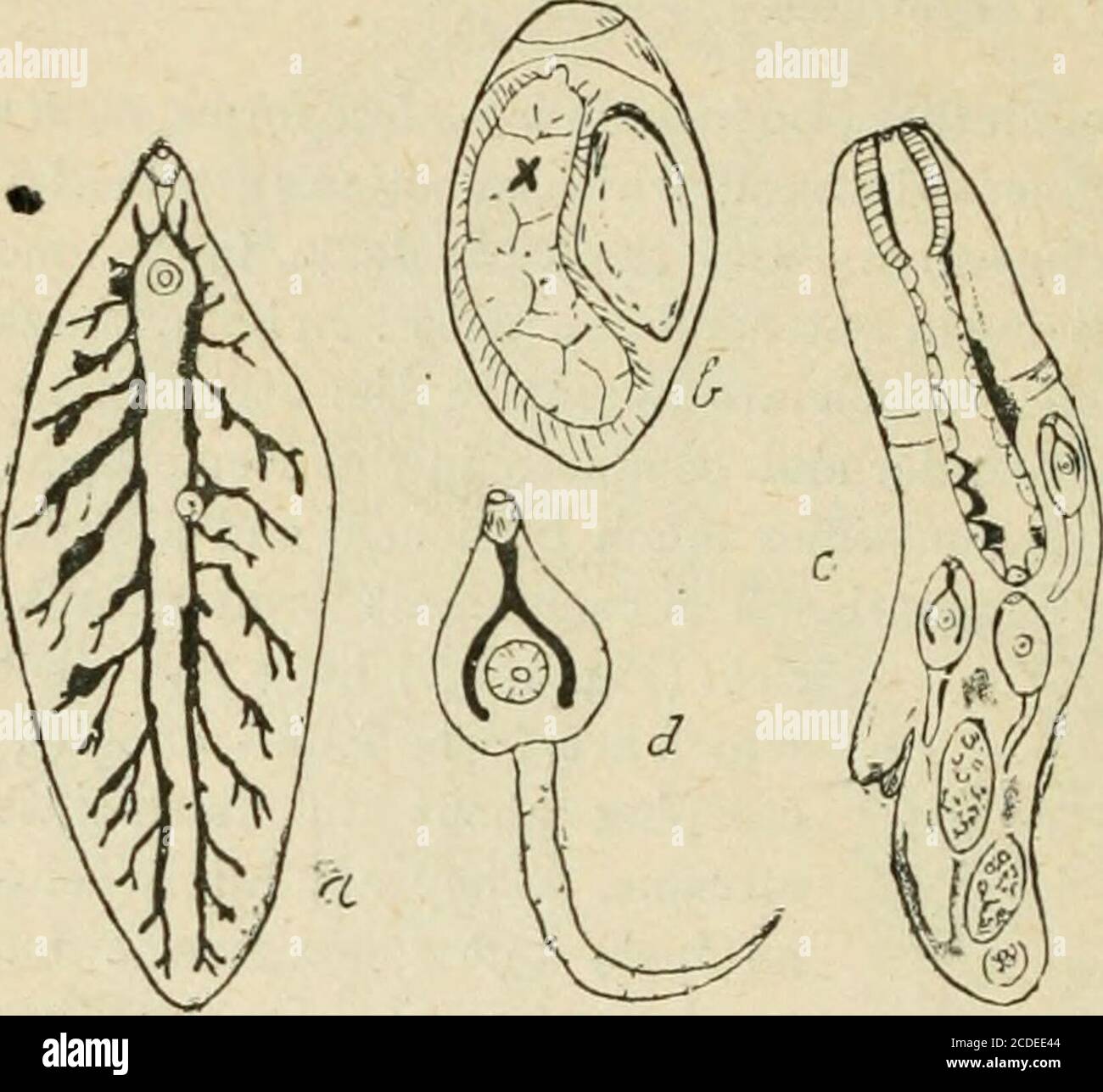 . An introduction to zoology : for the use of high schools . 226 HIGH ...