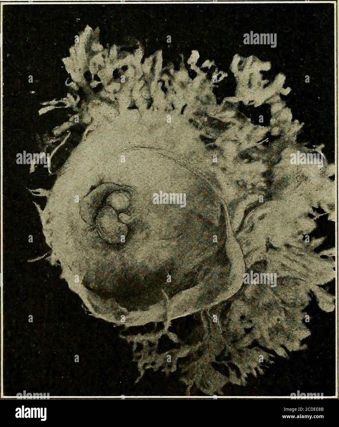 Human embryo showing eye hi-res stock photography and images - Alamy