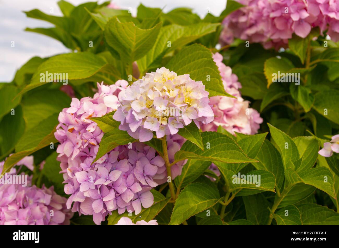 Hydrangea petal hi-res stock photography and images - Alamy