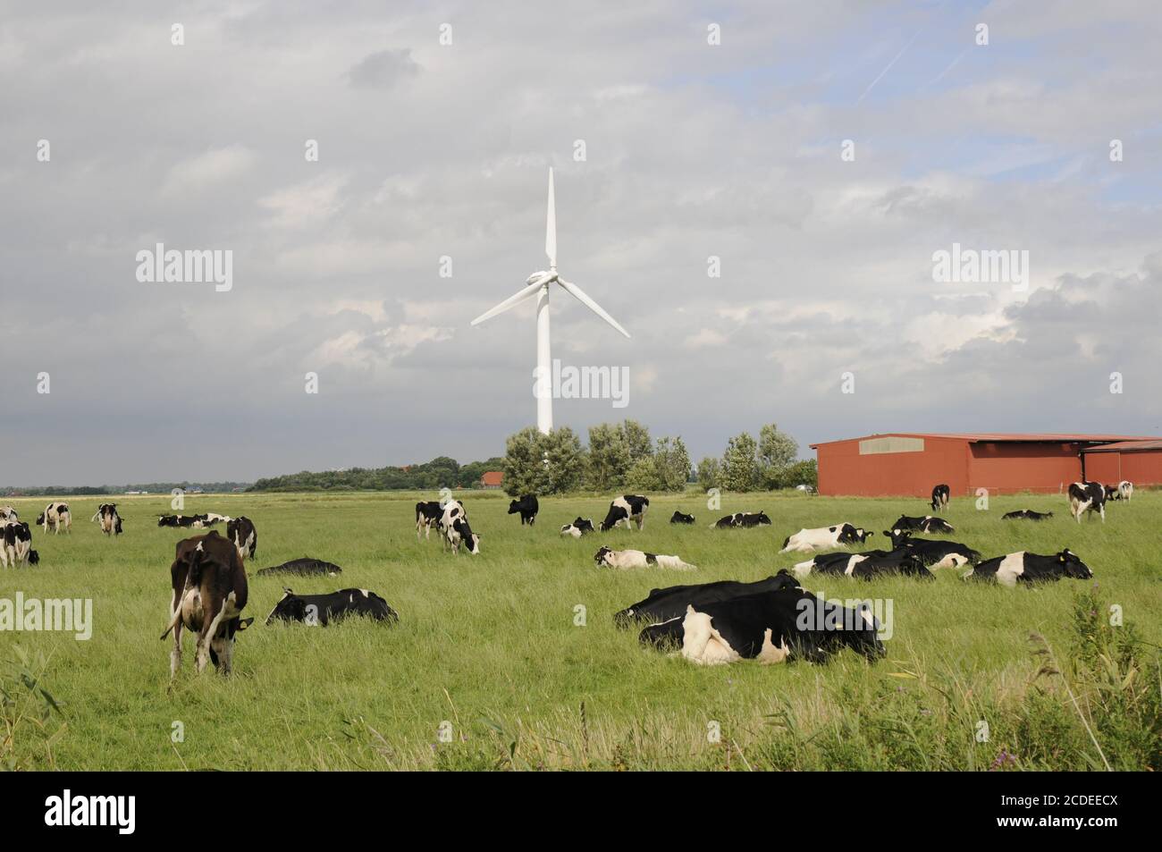 Cows on pasture with barn and windmill Stock Photo - Alamy