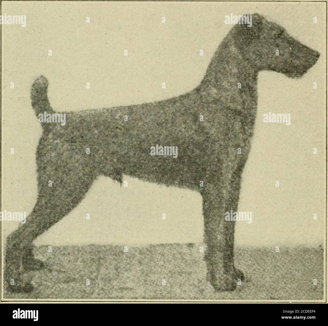 How Does Toby Terrier Work