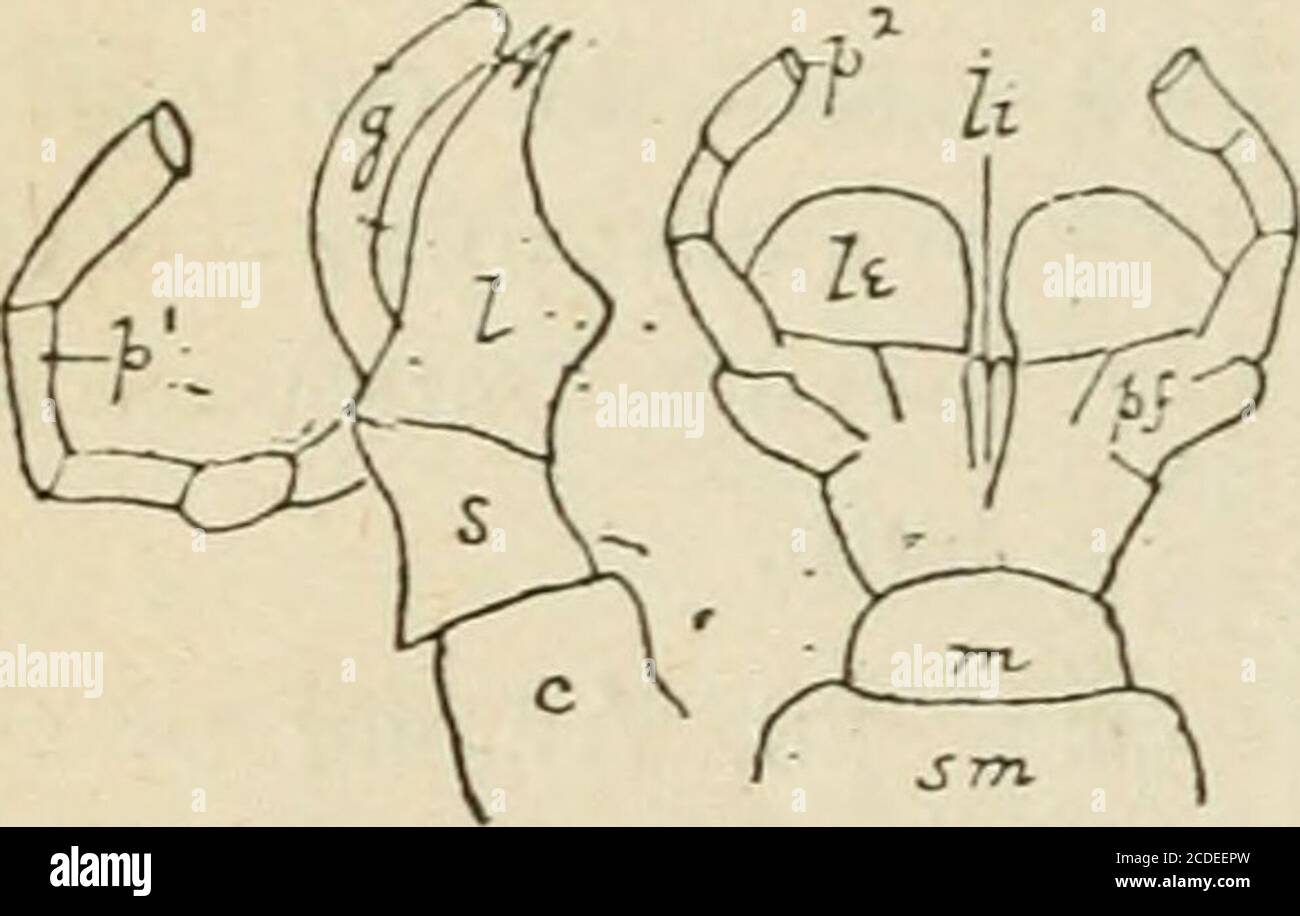 . An introduction to zoology : for the use of high schools . pendent ...