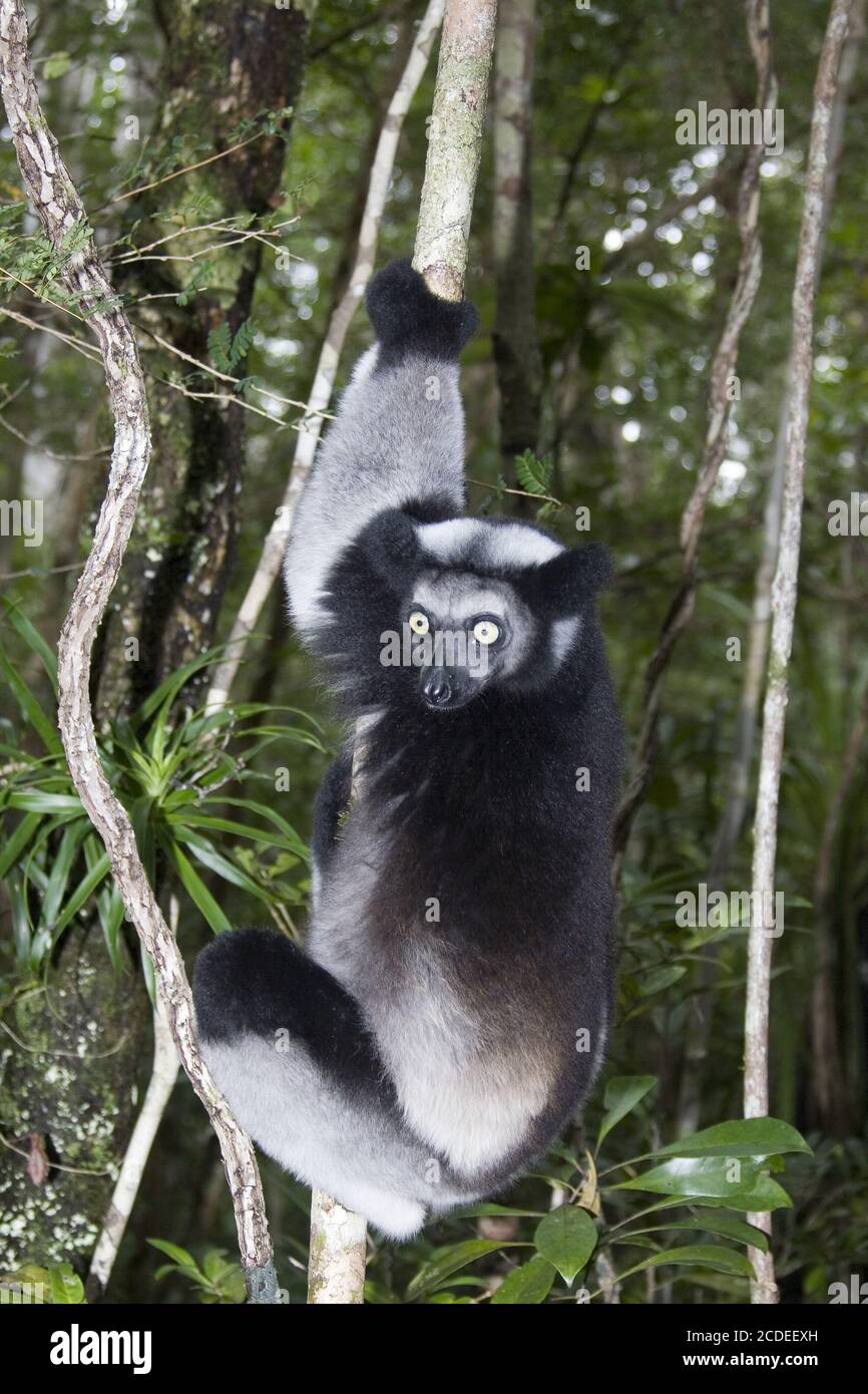 Babakoto hi-res stock photography and images - Alamy