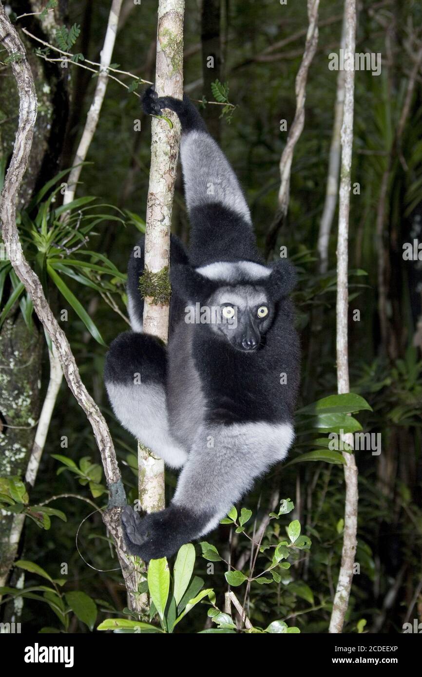 Indri madagascar hi-res stock photography and images - Alamy