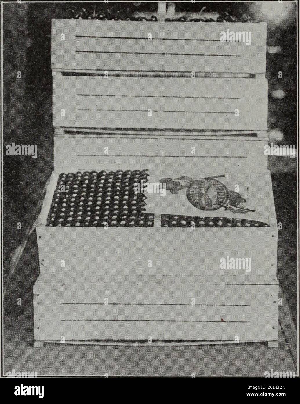 . Harvesting and handling California cherries for eastern shipment . of ...