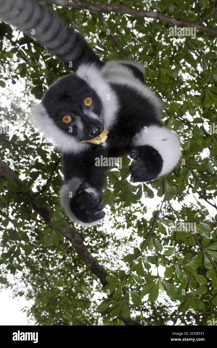 Vari varecia variegata, madagascar, africa Stock Photo - Alamy