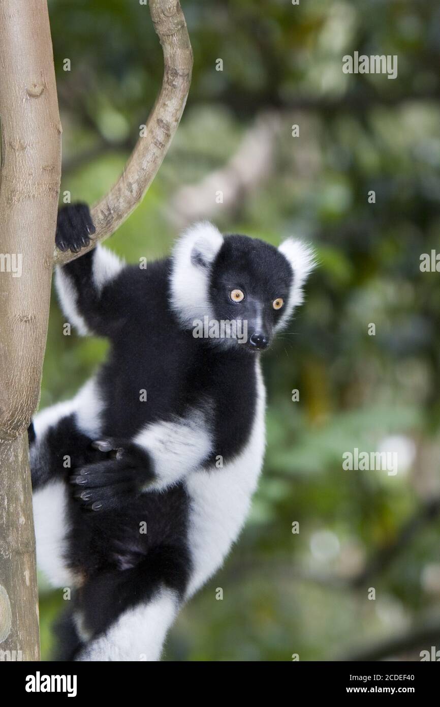 Vari varecia variegata, madagascar, africa Stock Photo - Alamy